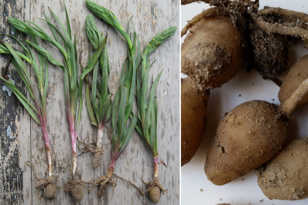 Top 10 Weeds – Barkers Creek Landcare