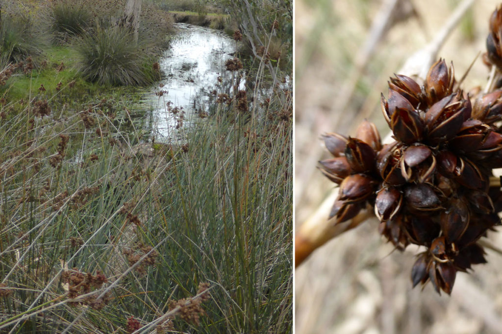 Top 10 Weeds – Barkers Creek Landcare
